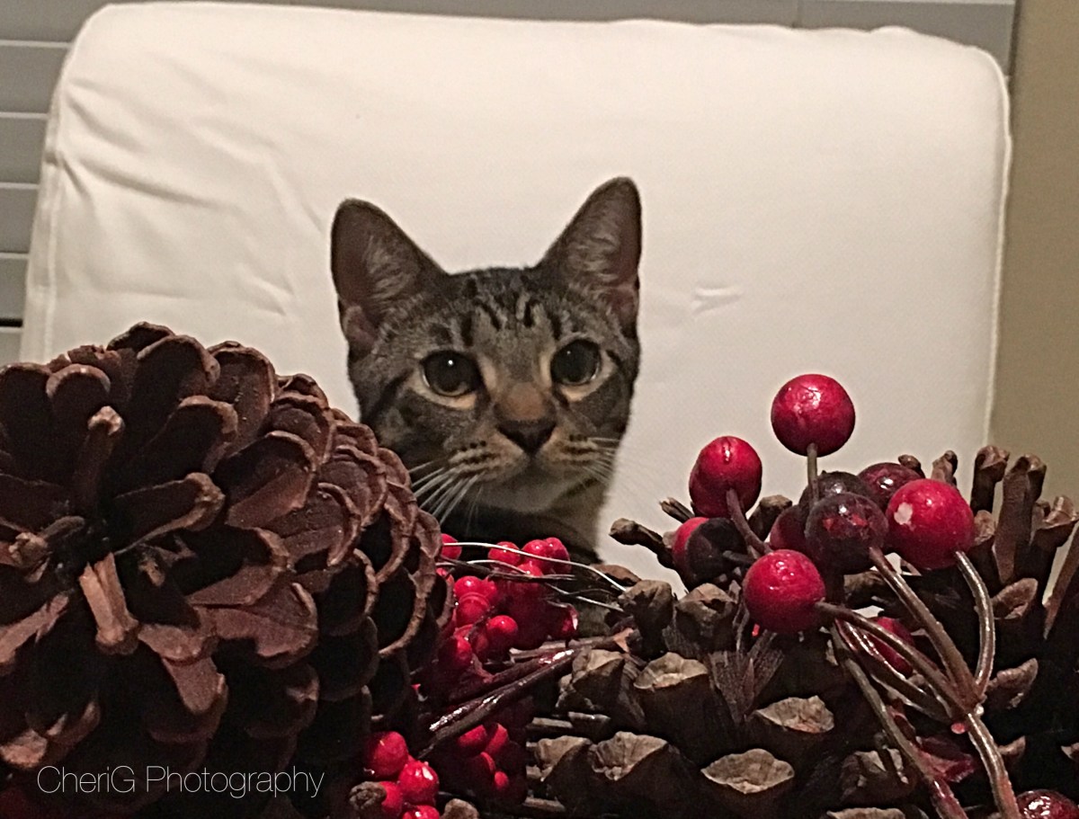Being Grateful – Many Faces of Cheri G